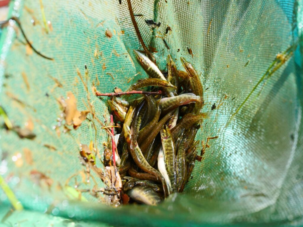Vidange Des Bassins Pour La Reproduction Naturelle Aménagée Pour Le