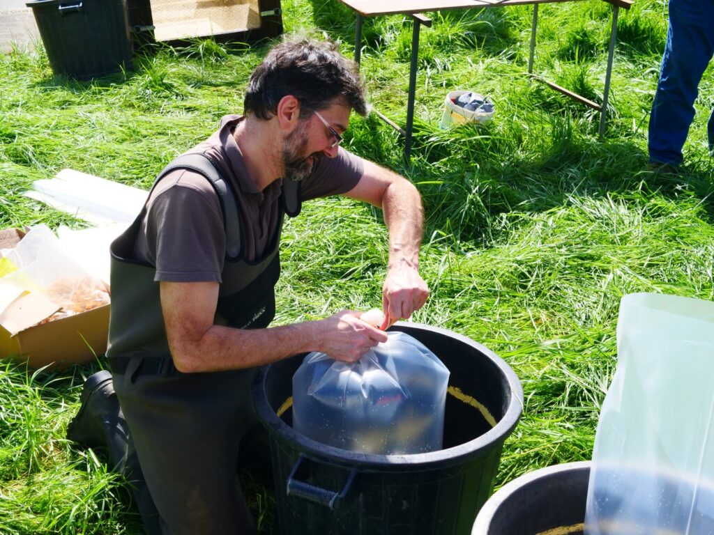 Vidange Des Bassins Pour La Reproduction Naturelle Aménagée Pour Le